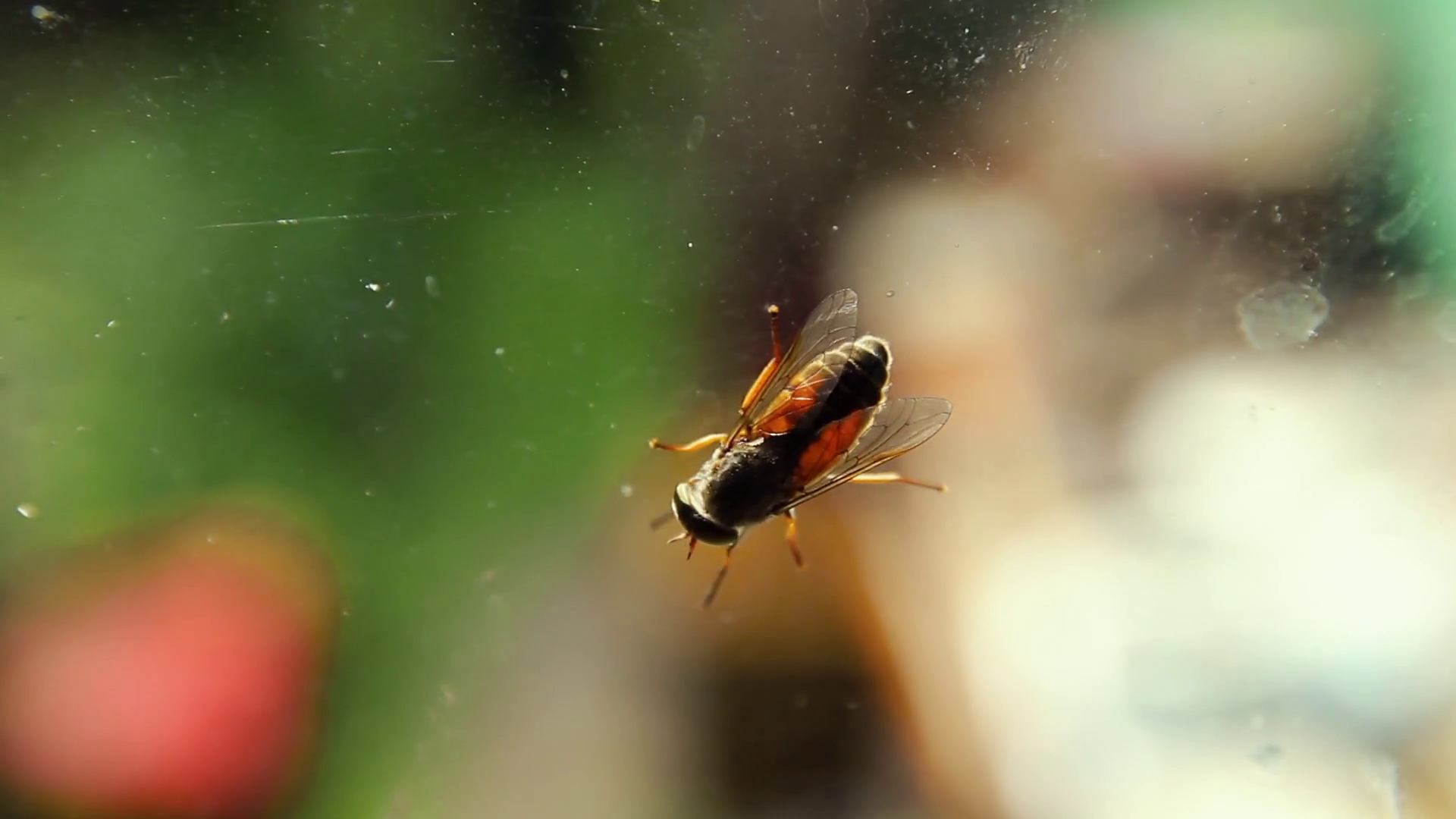 Big Fly Insect Creeping Glass Stock Footage SBV-318900743 - Storyblocks