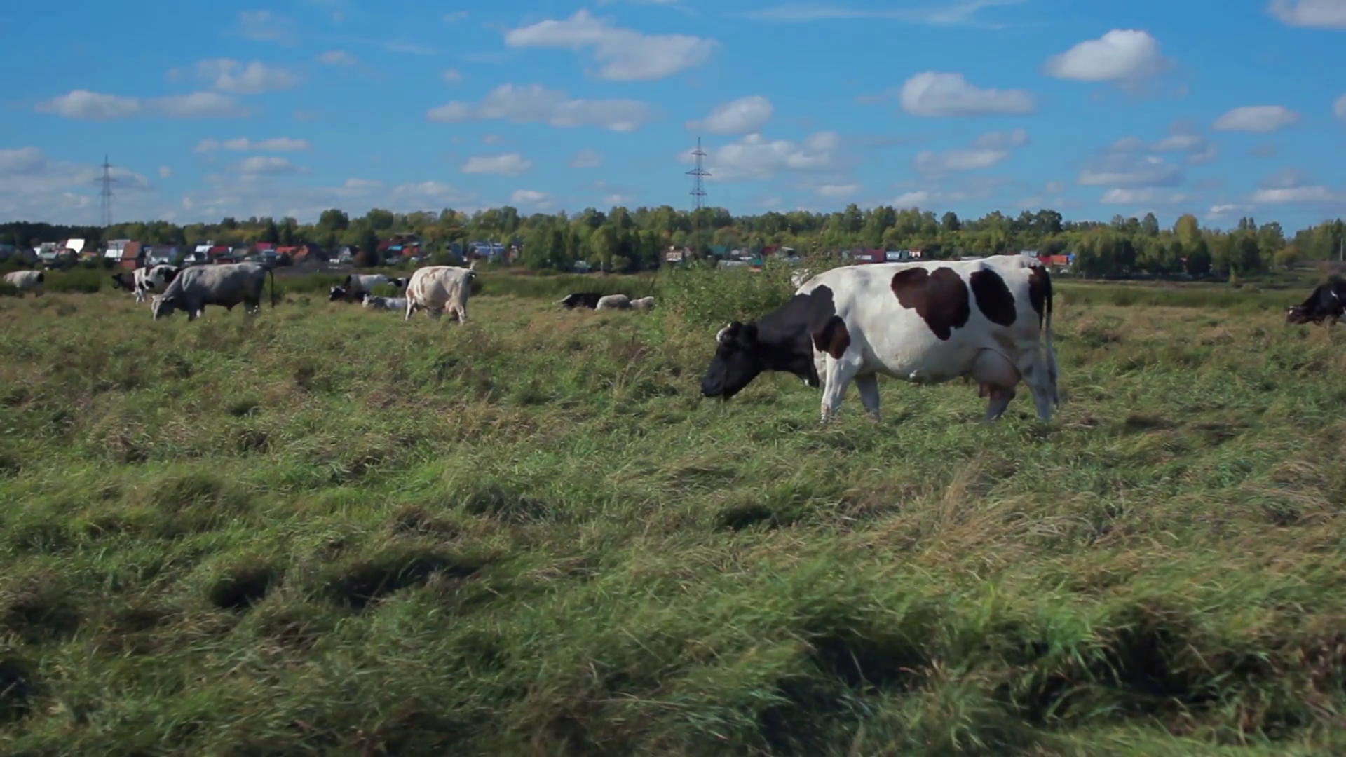 Cow Grazing In Countryside Stock Footage SBV-338647731 - Storyblocks