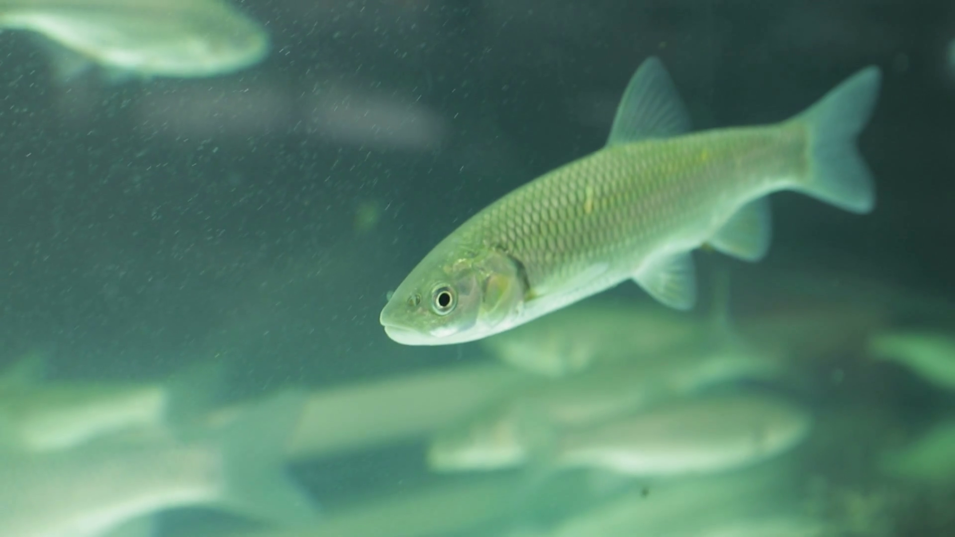 Fish Chub Swimming In Aquarium Stock Footage SBV-338954396 - Storyblocks