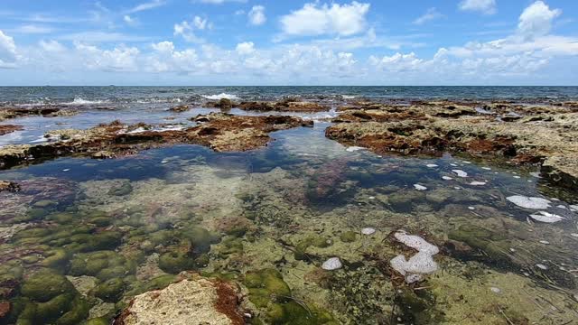 Tidal Pools Stock Footage: Royalty-Free Video Clips - Storyblocks