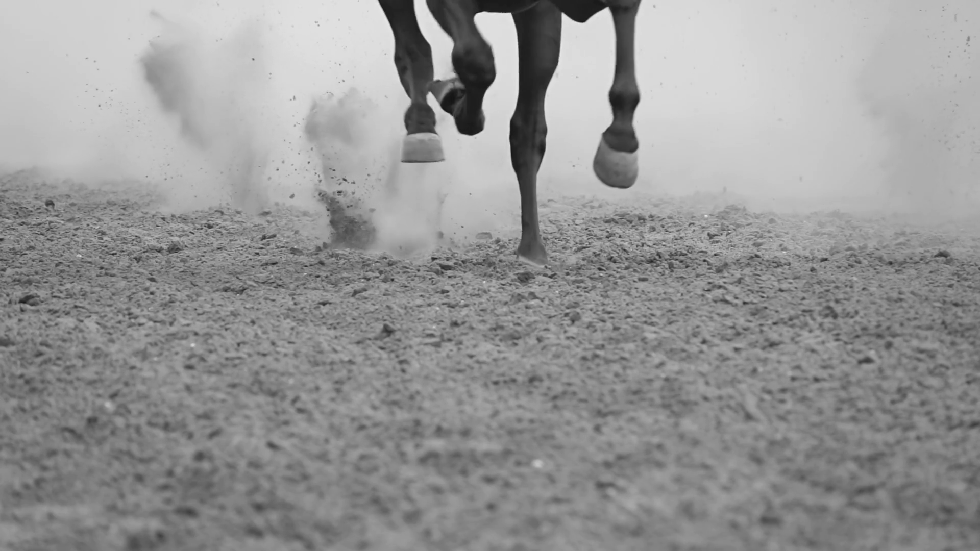 Legs of Horses Galloping. Slow Motion Stock Video Footage - Storyblocks