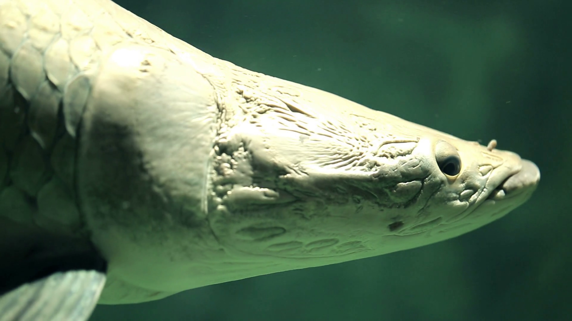 Arapaima Fish Under Water Stock Footage SBV-305767669 - Storyblocks