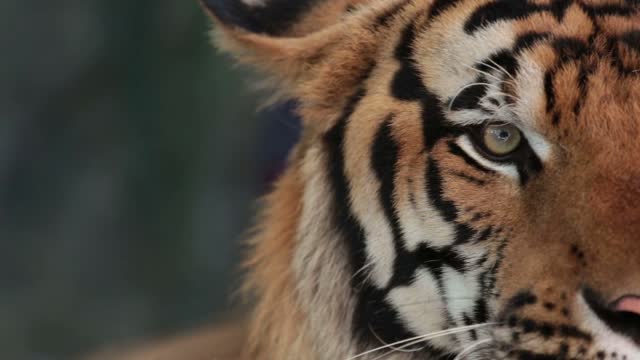 Download Royalty Free Tiger Video Clips l Tiger Stock Footage