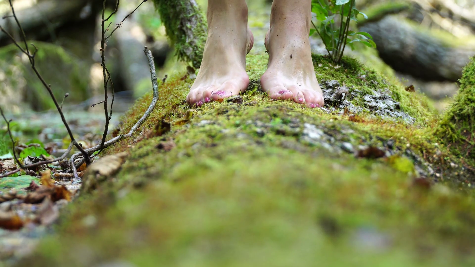 Walking On Green Moss: Closeup Of Beautiful Stock Footage SBV-311726276 ...