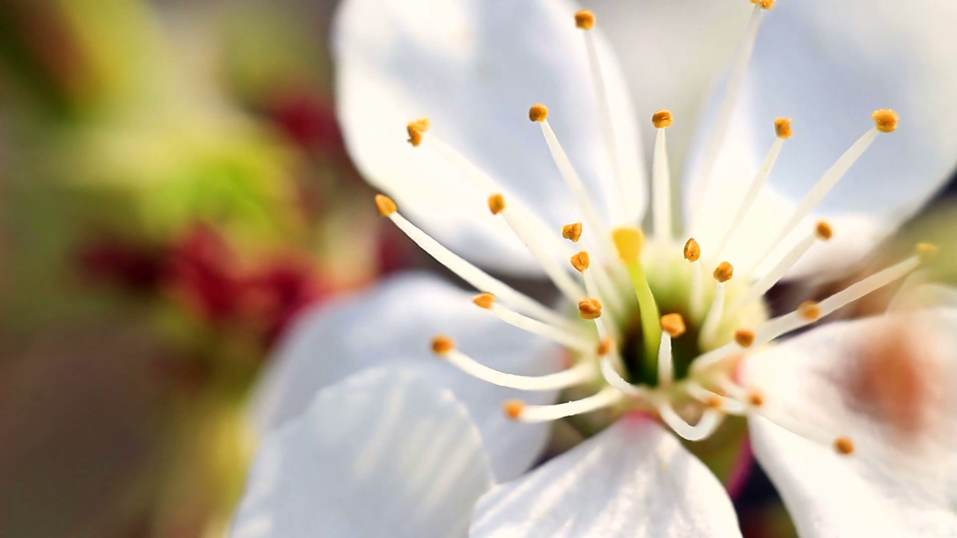 Spring Flowering Of Fruit Trees Stock Footage SBV-304397151 - Storyblocks