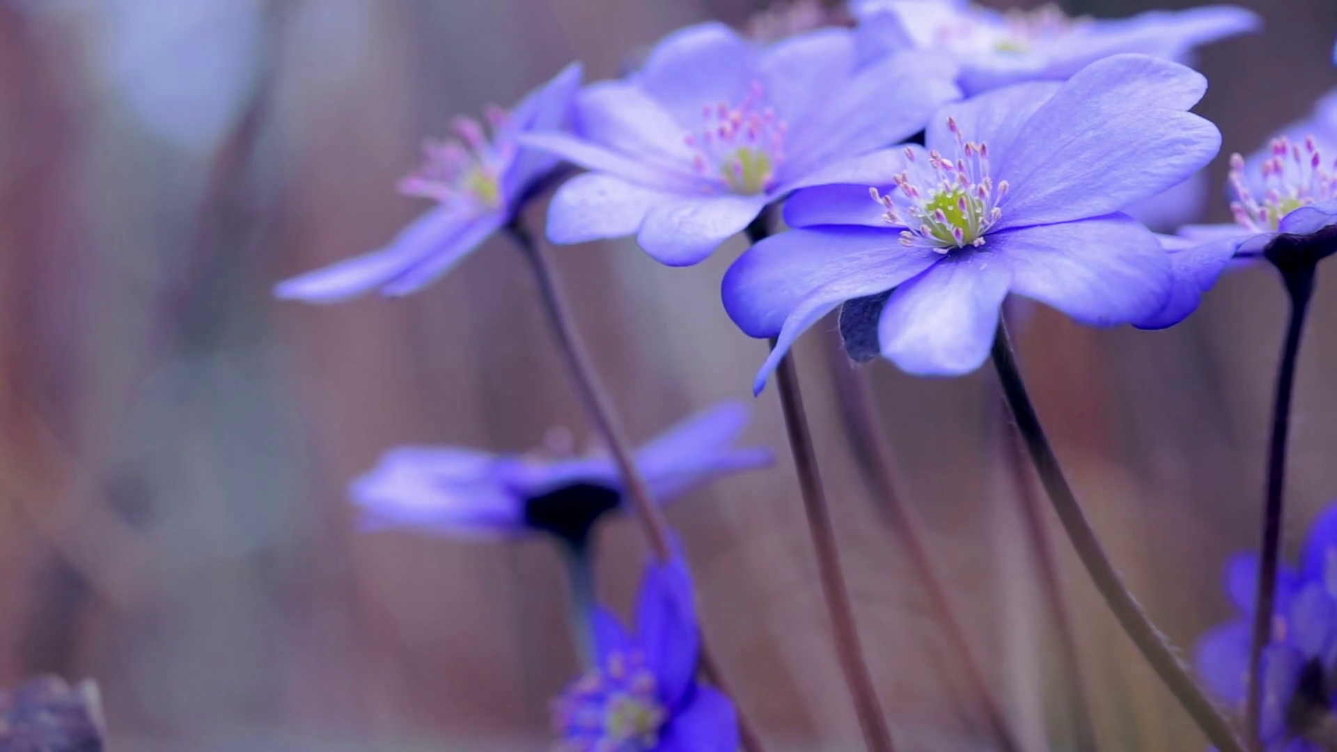 The First Spring Flowers In Wild Forest Stock Footage SBV-306490402 ...