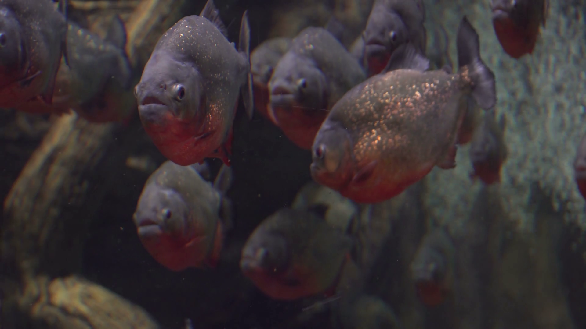 A Flock Of Dangerous Predatory Fish Amazons Stock Footage SBV-313946948 ...