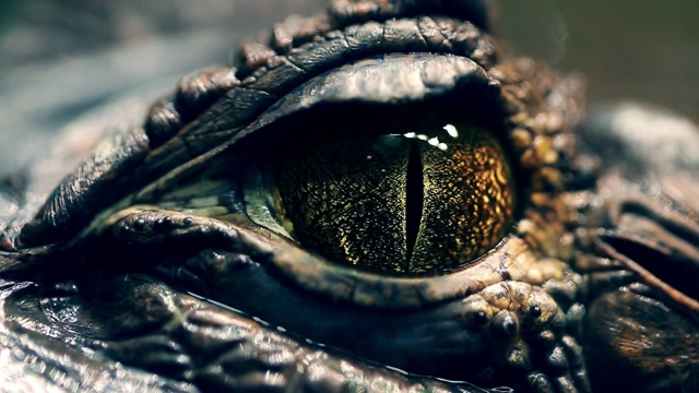Crocodile Eye Stock Footage: Royalty-Free Video Clips - Storyblocks