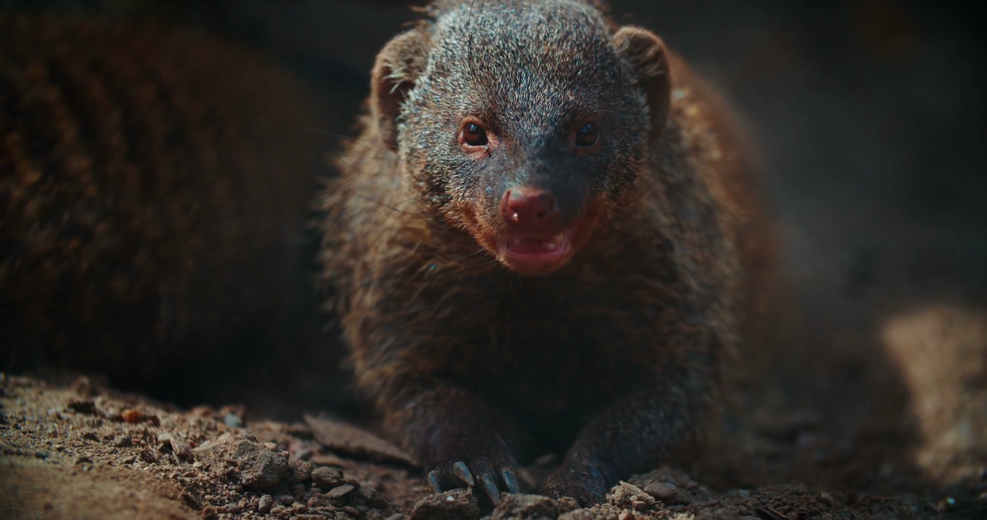 Close Up Of Mongoose From Front Looking Into Stock Footage SBV ...