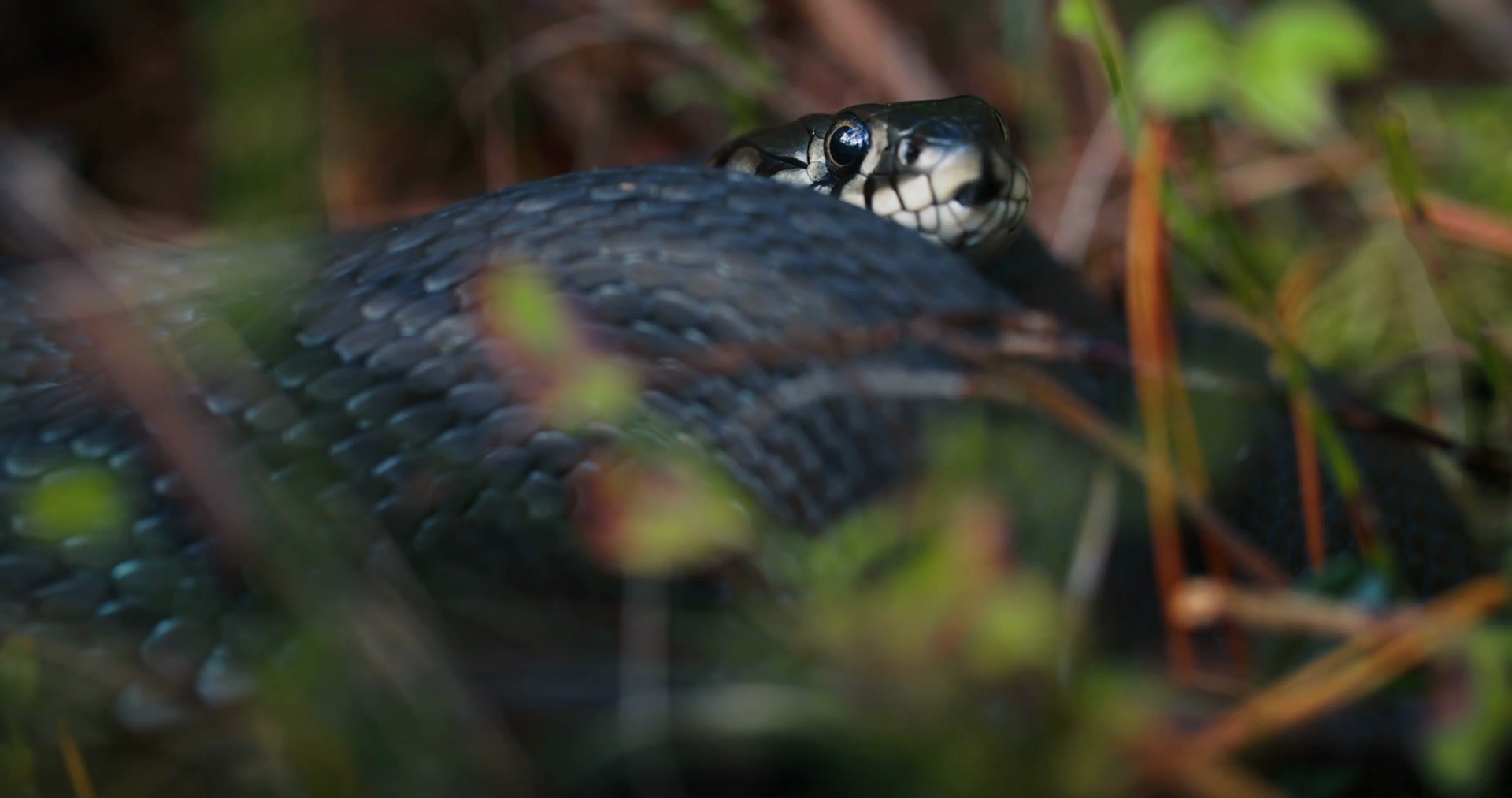 Dice Snake Swims Through Marshes Of Swamp Stock Footage SBV-338707313 ...