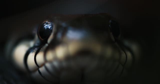 Predator Eyes Stock Footage: Royalty-Free Video Clips - Storyblocks