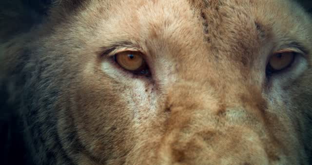 Lion Alpha Stock Footage: Royalty-Free Video Clips - Storyblocks