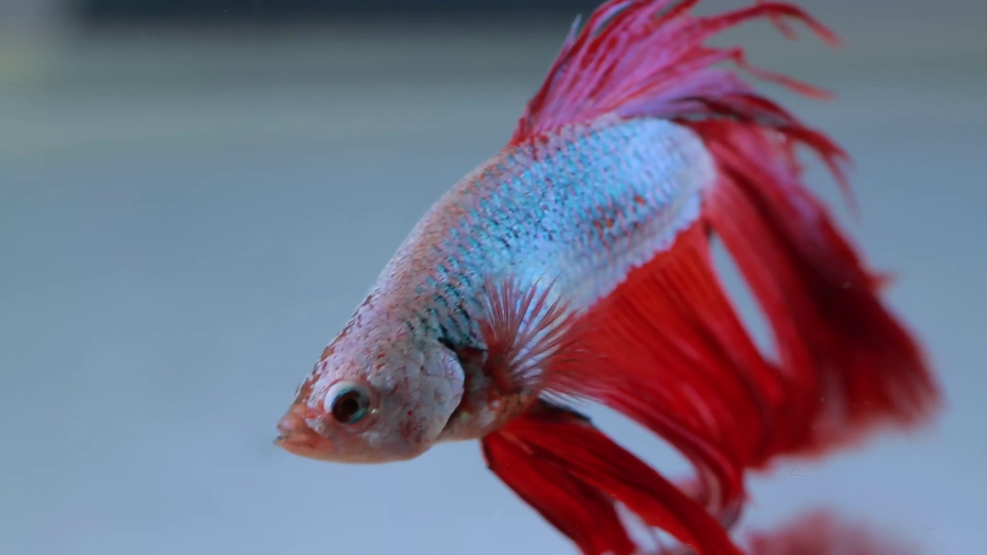 Fighting Fish Fighting In Bowl Stock Footage SBV-330572488 - Storyblocks