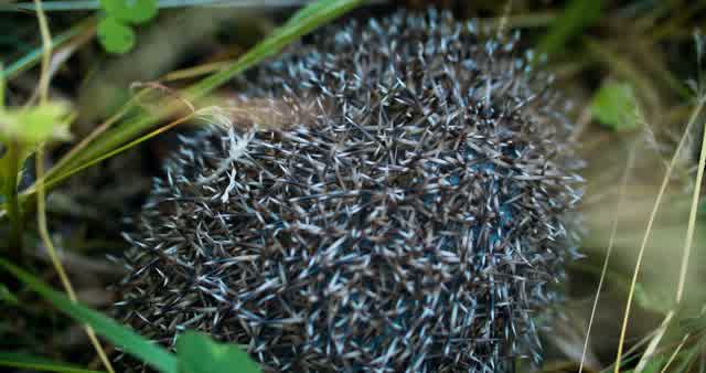 Porcupine Spines Stock Footage: Royalty-Free Video Clips - Storyblocks