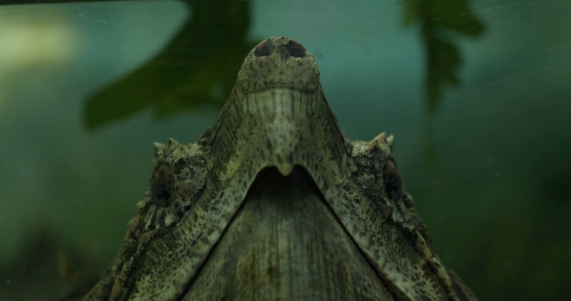 Large Alligator Snapping Turtle In Aquarium Stock Footage SBV-346446121 ...