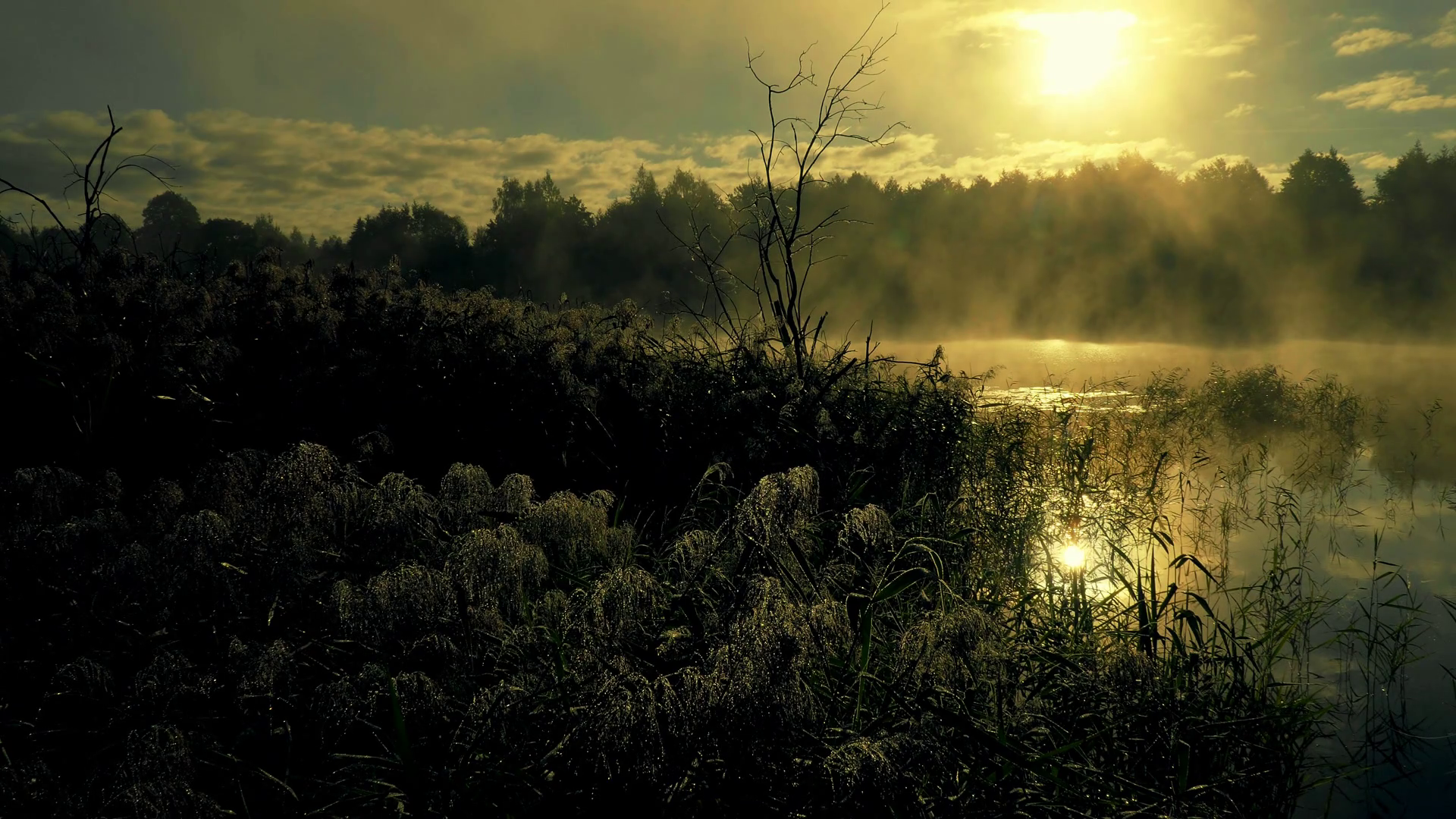 Misty morning over the lake. Dew on plants. sunny mood Stock Video ...