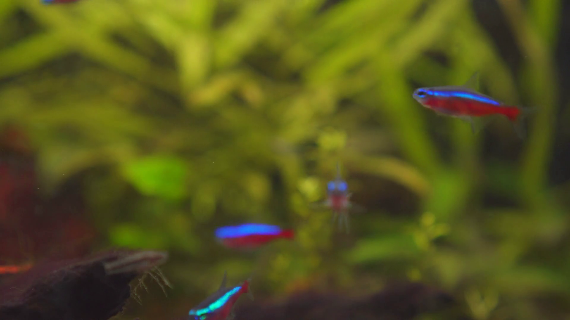 Neon Red Aquarium Fish Stock Footage SBV-333517214 - Storyblocks