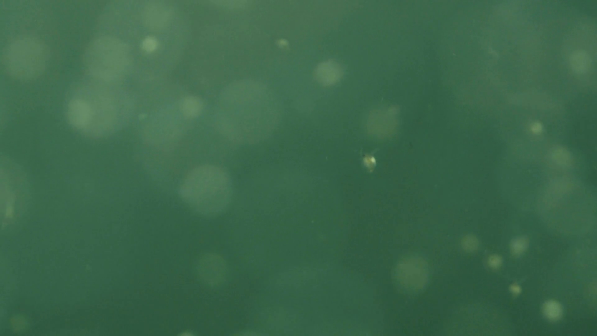 Plankton is under water. Daphnia moyna Stock Video Footage 00:12 SBV ...
