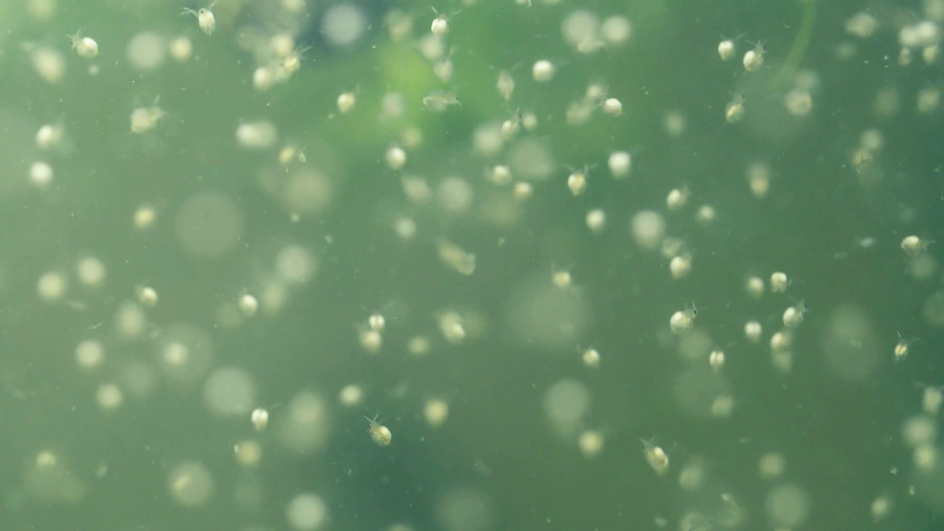 Plankton is under water. Daphnia moyna Stock Video Footage 00:10 SBV ...