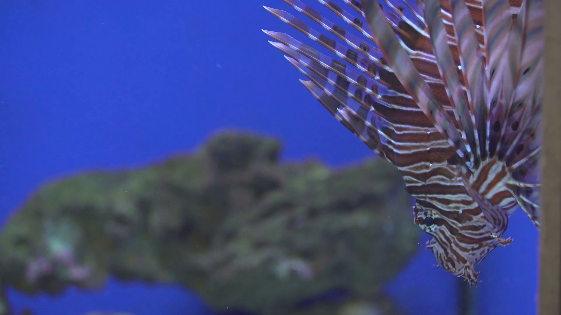 Poisonous Fish Lionfish Close-up Stock Footage SBV-313946319 - Storyblocks