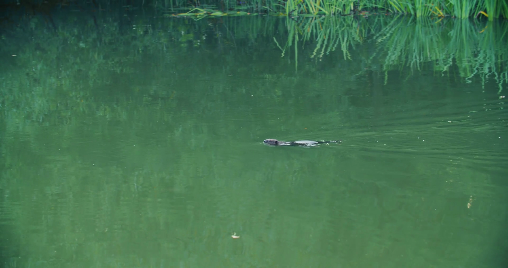 The Beaver Floats On Water Then Dives Stock Footage SBV-336904124 ...