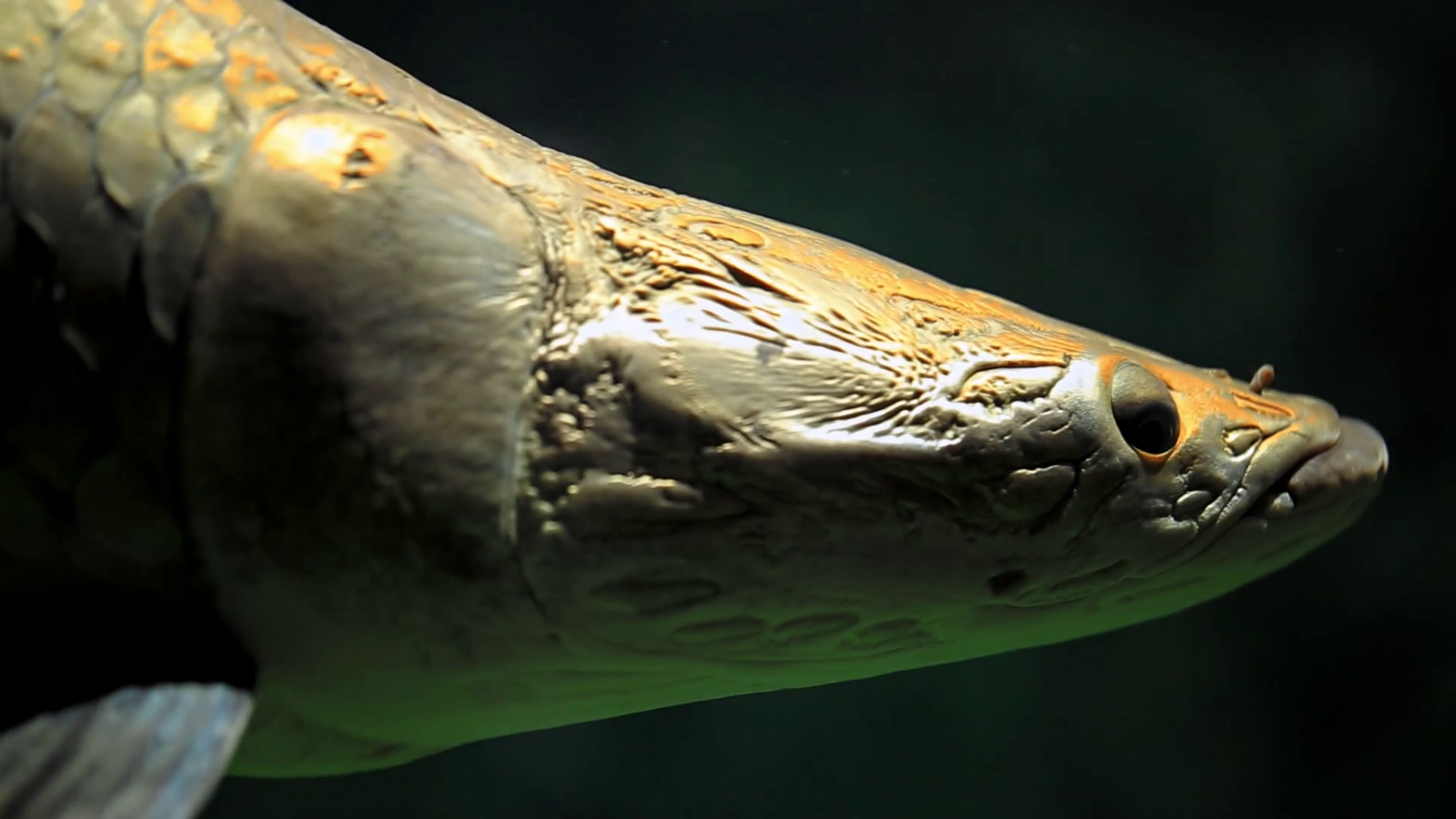 Underwater Arapaima Fish Slowly Swim Along Stock Footage SBV-330020372 ...