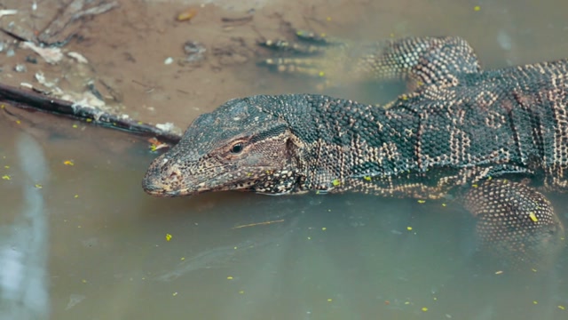Lizard Walking On Water Stock Footage: Royalty-Free Video Clips ...