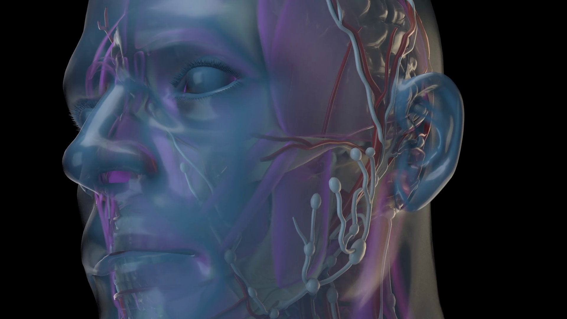 X-ray Man 31: 3d Medical Animation Of Human Stock Motion Graphics SBV ...