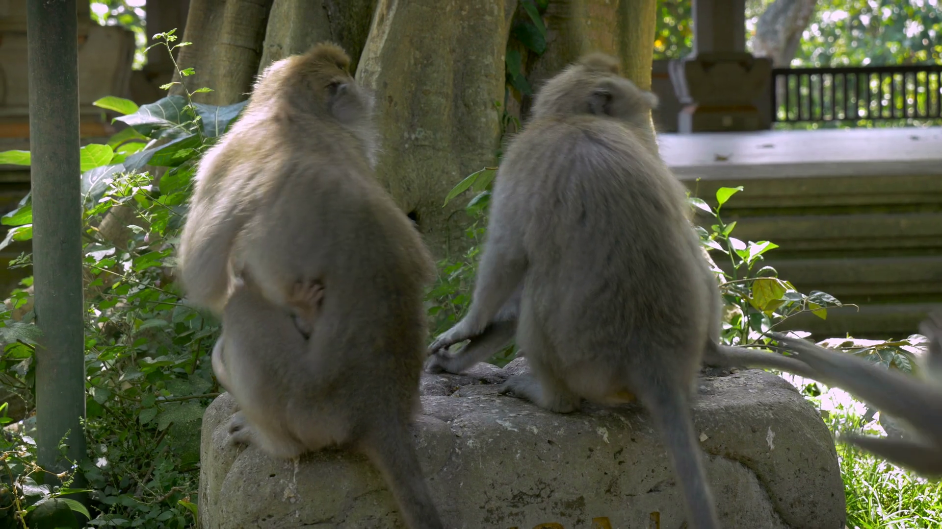 A Group Of Monkeys Sitting On Rock With Stock Footage SBV-306619215 ...