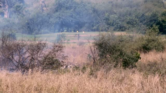 Plain Smoke Stock Footage: Royalty-Free Video Clips - Storyblocks