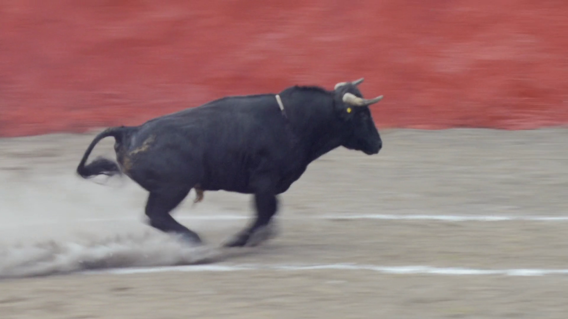 Bull charges out of the gate at the opening of a bull fight and chases ...