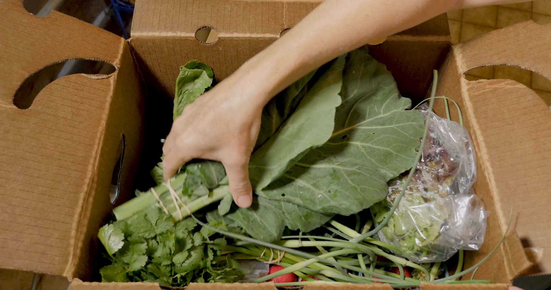 Hands open a box of fresh nutritious vegetables part of a community ...