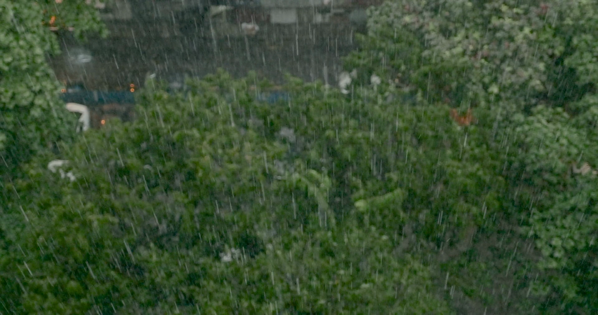 Heavy Rain Falling On Top Of Trees Shot From Stock Footage SBV ...