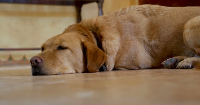 Yellow Lab Stock Footage: Royalty-Free Video Clips - Storyblocks