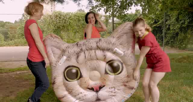 Dancing Cats Stock Footage: Royalty-Free Video Clips - Storyblocks