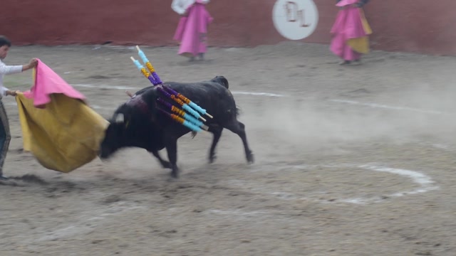 Bull Fight Stock Footage: Royalty-Free Video Clips - Storyblocks