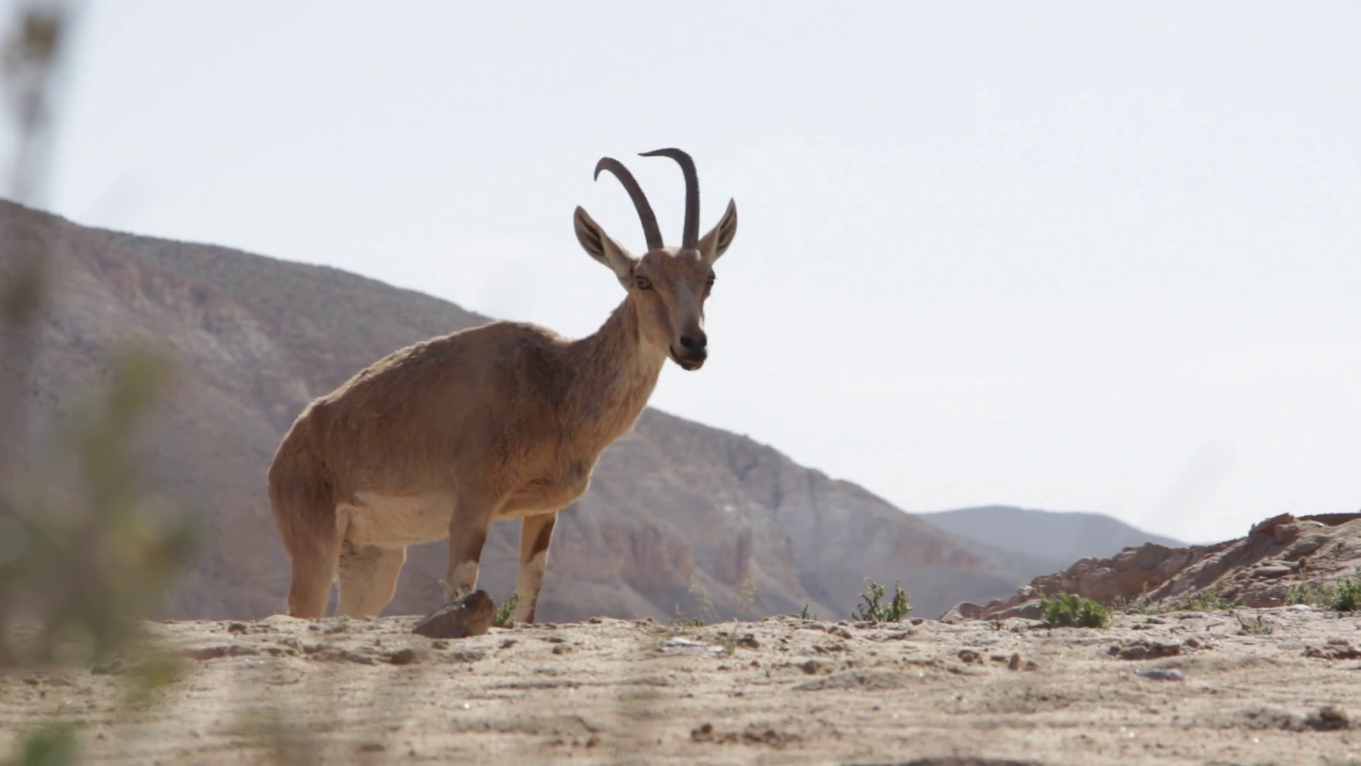Shot of Wild animals in the desert in Israel Stock Video Footage ...