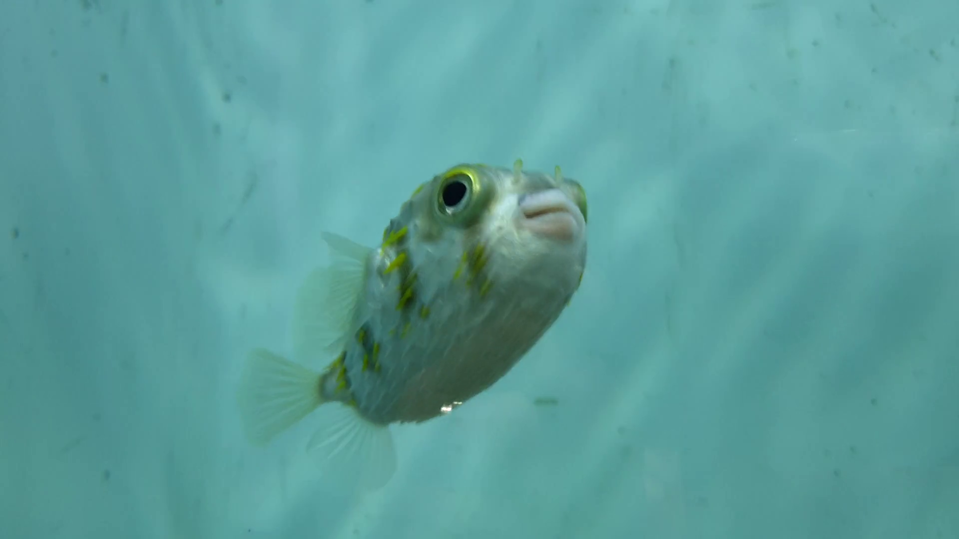 Graceful Blowfish Swimming In Water Stock Footage SBV-337161275 ...