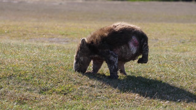 Baby Wombat Stock Footage: Royalty-Free Video Clips - Storyblocks