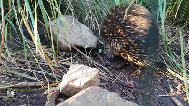 Porcupine Spines Stock Footage: Royalty-Free Video Clips - Storyblocks
