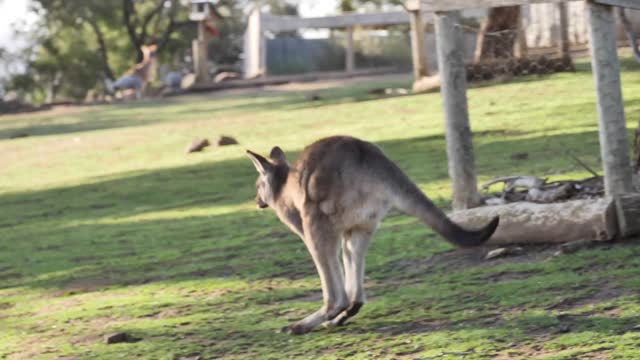 Kangaroo Stock Footage: Royalty-Free Video Clips - Storyblocks
