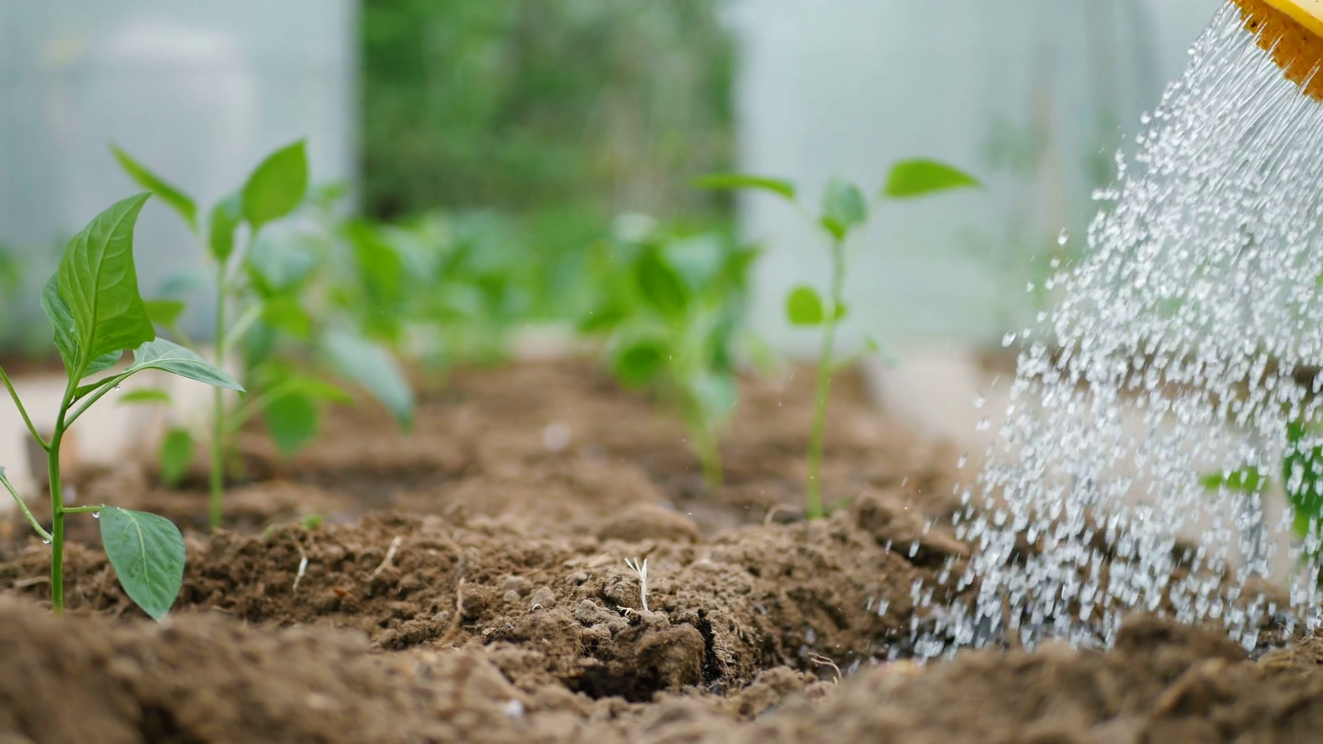 Agriculture, seeding, seedling, plantation, female hand planting sprout ...