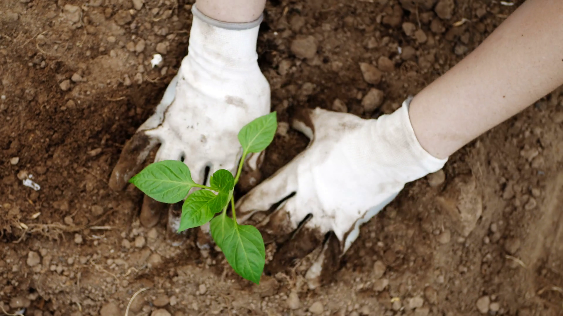 Agriculture Seeding Seedling Plantation Stock Footage SBV-334985431 ...