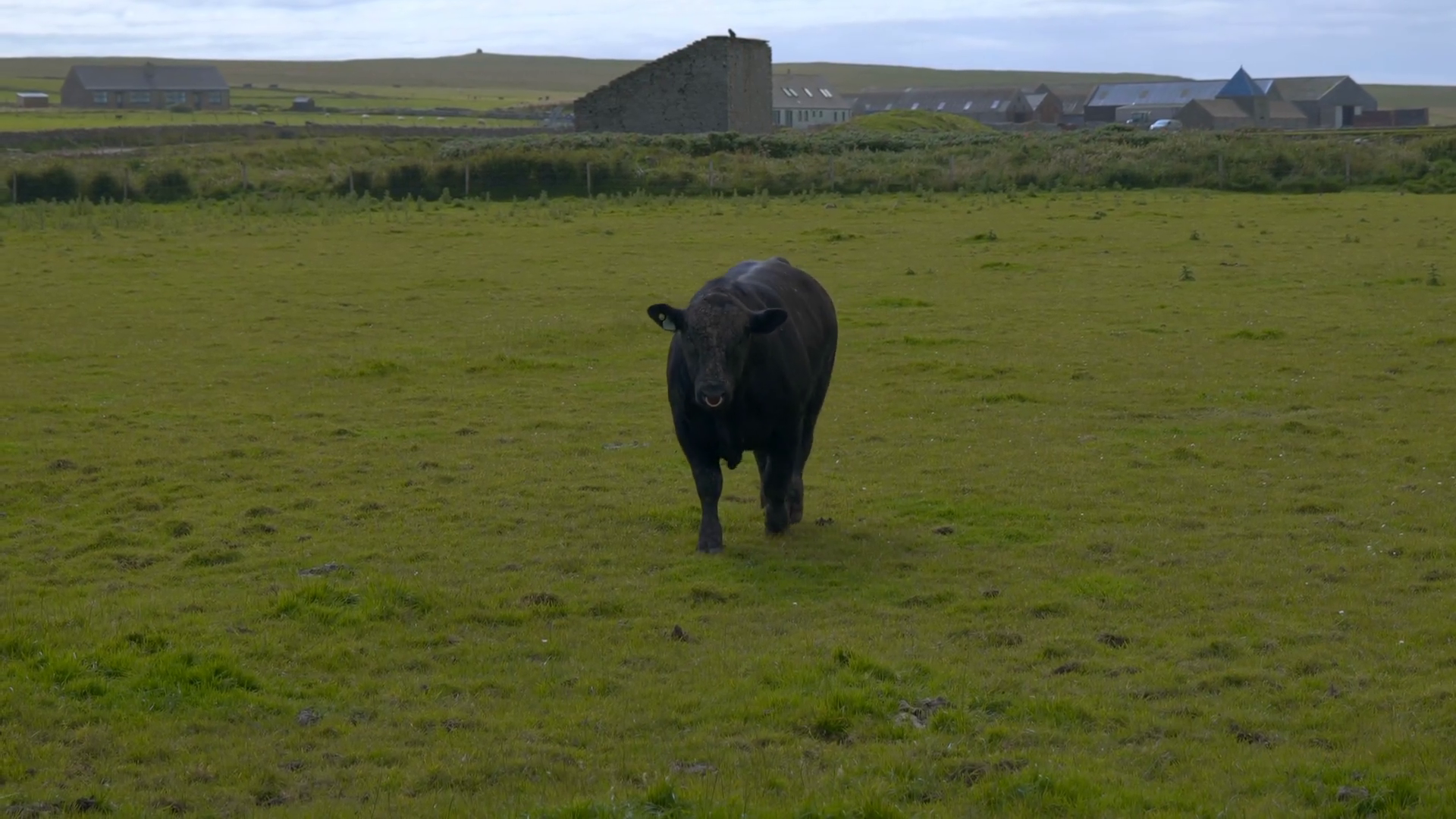 A Black Aberdeen Angus Bull In Meadow On Stock Footage SBV-352955470 ...