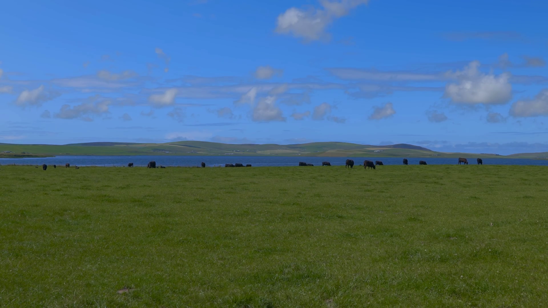 Black Aberdeen Angus Cattle Graze In Coastal Stock Footage SBV ...