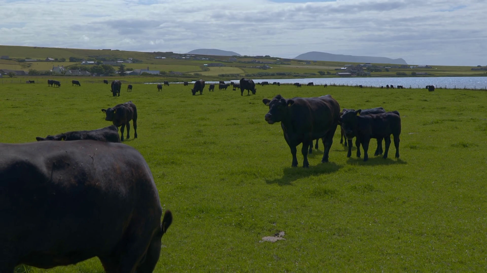Black Aberdeen Angus Cattle Graze In Coastal Stock Footage SBV ...