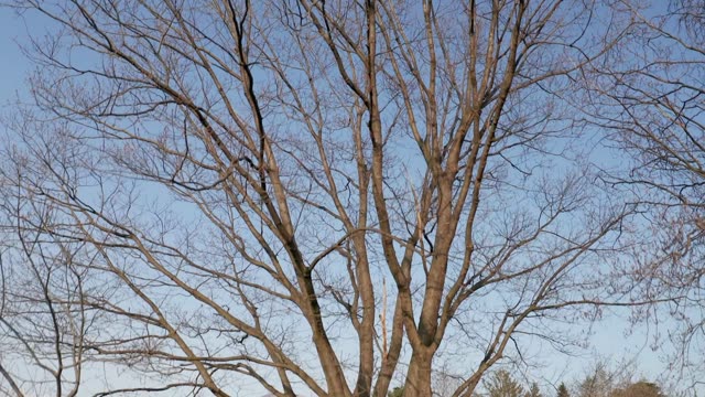 Shaking Tree Stock Footage: Royalty-Free Video Clips - Storyblocks