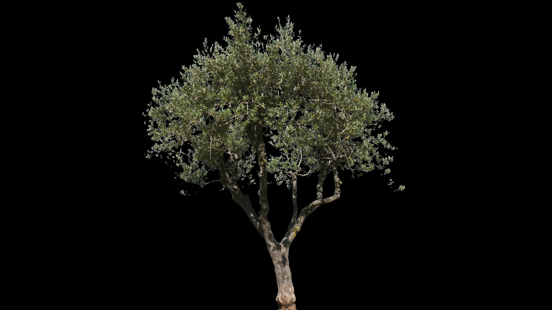 Isolated Small Olive Tree On Black Stock Motion Graphics SBV-335781224 ...