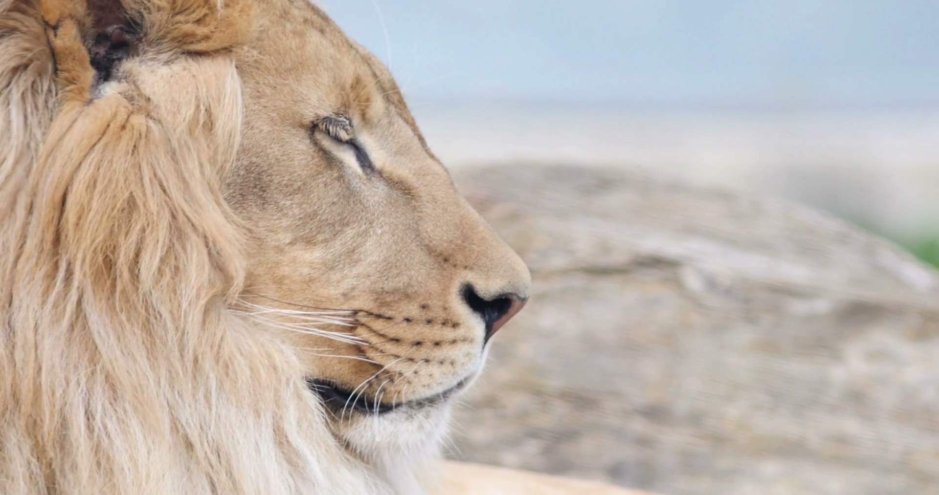 An African Lion Lying On Ground Observing Stock Footage SBV-304476269 ...