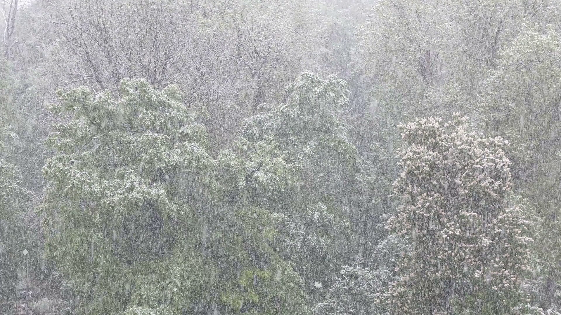 Footage of heavy snow falling... Stock Video Footage 00:10 SBV ...